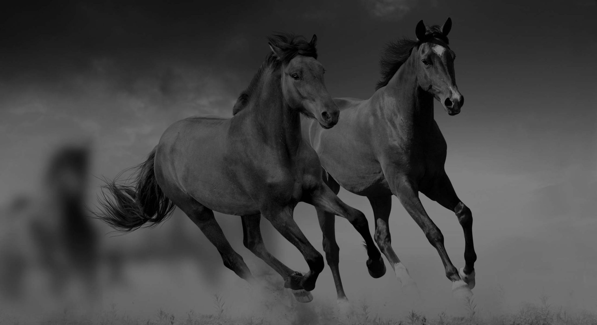 Titan Rail - Australian Made Horse Safe Fencing